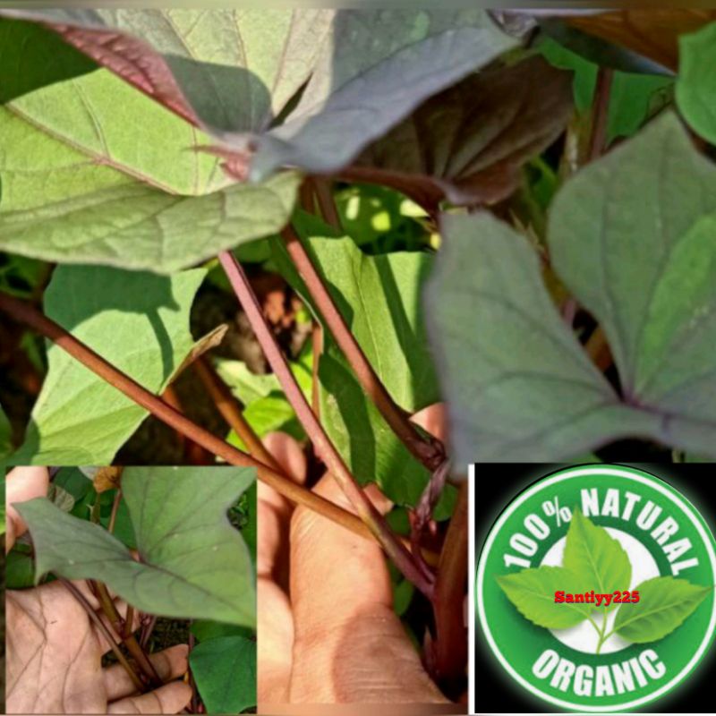 Jual Jual bibit stek ubi jalar ungu kulit ungu daging ungu | Shopee ... Jual Jual bibit stek ubi jalar ungu kulit ungu daging ungu | Shopee ...