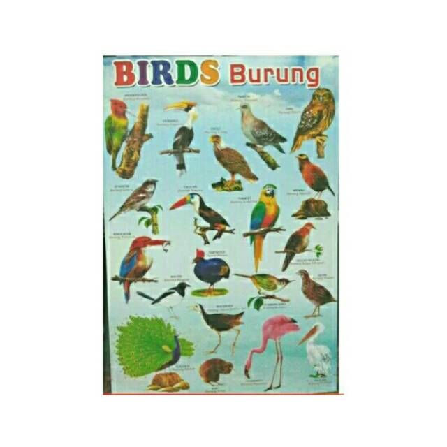 Jual Postet Edukasi - Mengenal Macam-macam Burung | Shopee Indonesia