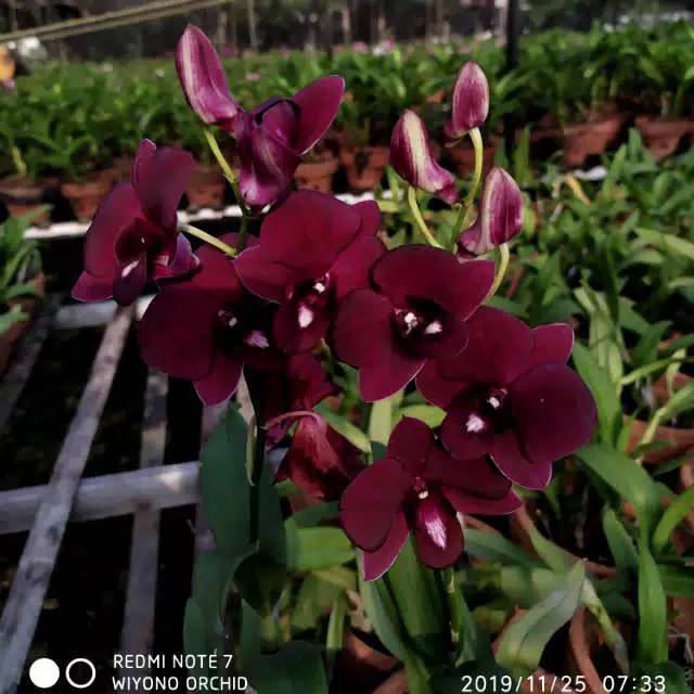 Ini Dia! Gambar Bunga Anggrek Merah Hati yang Lagi Viral - Informasi ...