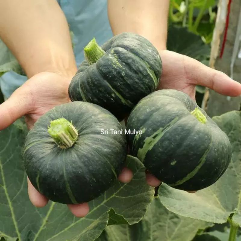 Jual 2 Biji Benih tanaman sayur sayuran Labu Jepang KABOCHA Hijau KNOWN ...