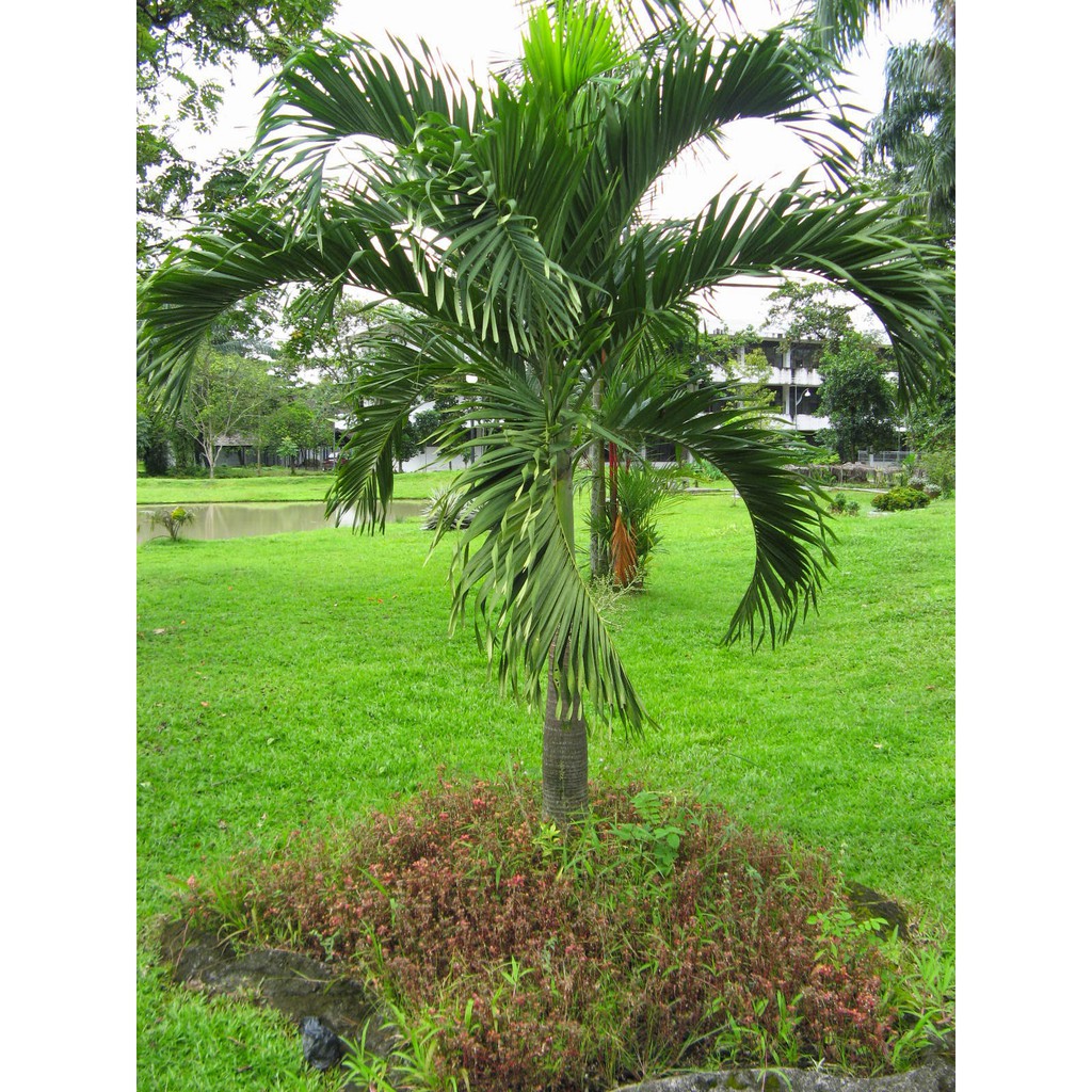 Jual Biji benih tanaman palem putri (8 biji) | Shopee Indonesia