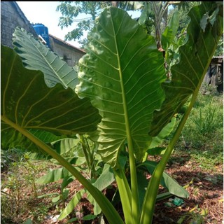 Jual pohon sente bonggol besar//pohon lompong//pohon talas Indonesia ...