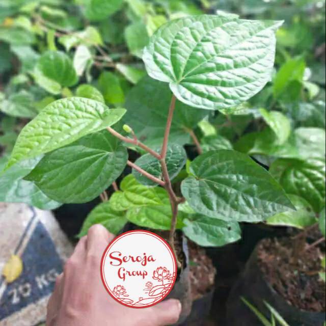 Jual Tanaman Herbal sirih hijau /pohon sirih | Shopee Indonesia
