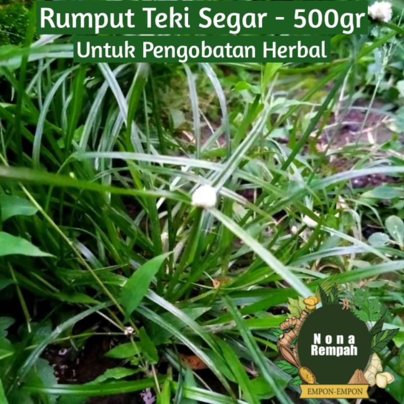Jual Rumput Teki Teki Segar 500gr | Shopee Indonesia