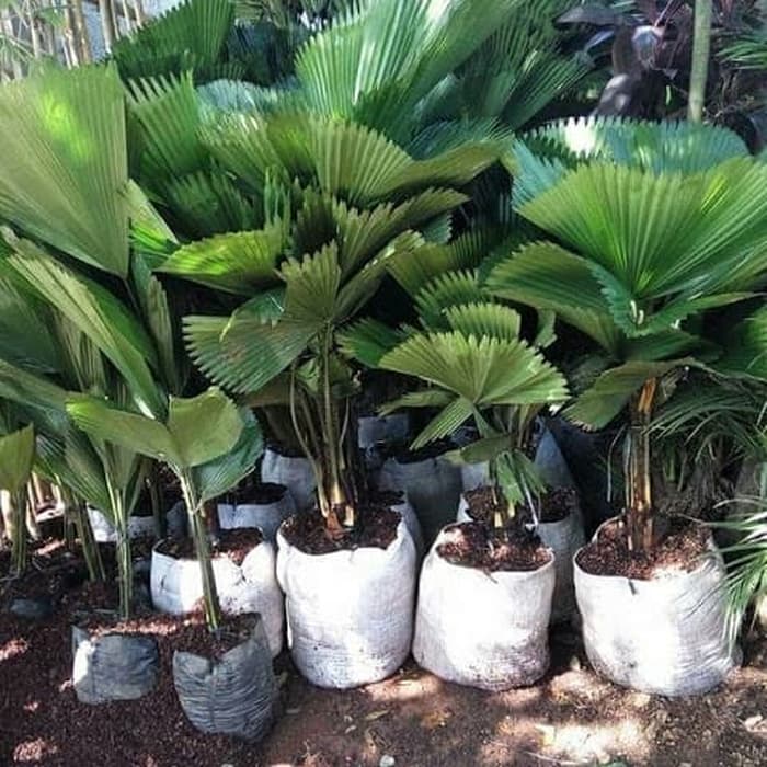 Jual Tanaman hias palem kol - palem kol | Shopee Indonesia