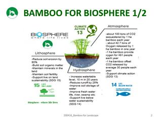 Jual Bibit bambu sembilang / Dendrocalamus giganteus / giant bamboo ...