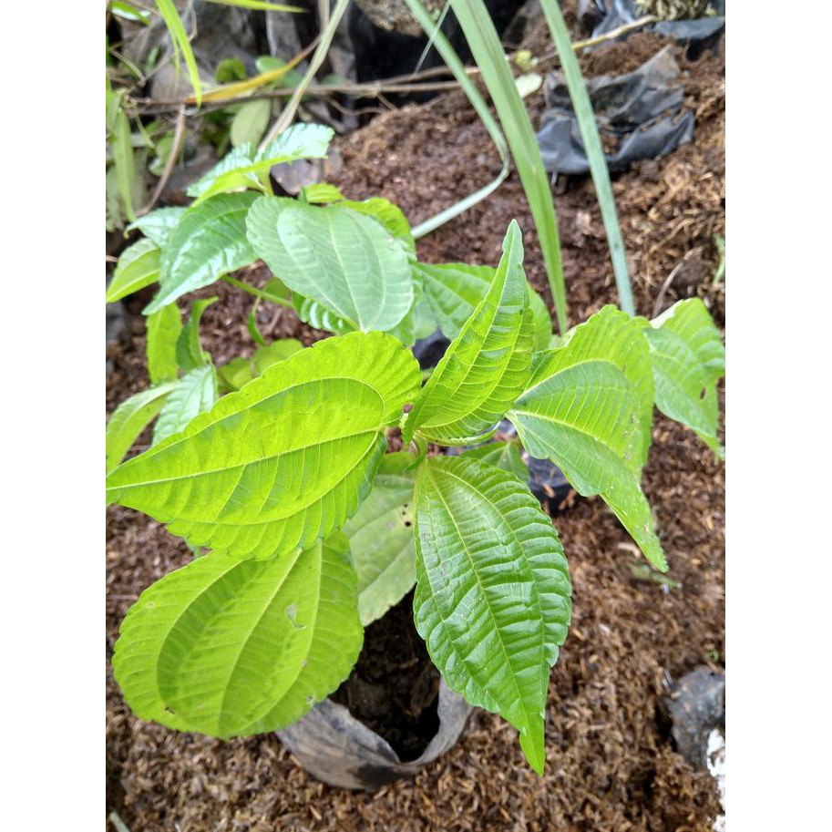 Jual Bibit Tanaman Pohpohan - Pohon Daun Pohpohan - Tanaman Herbal ...