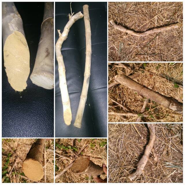 Jual BAMBU BUNTET BUTA BUNTU TIDAK BERONGGA TIDAK BERLUBANG Panjang ...