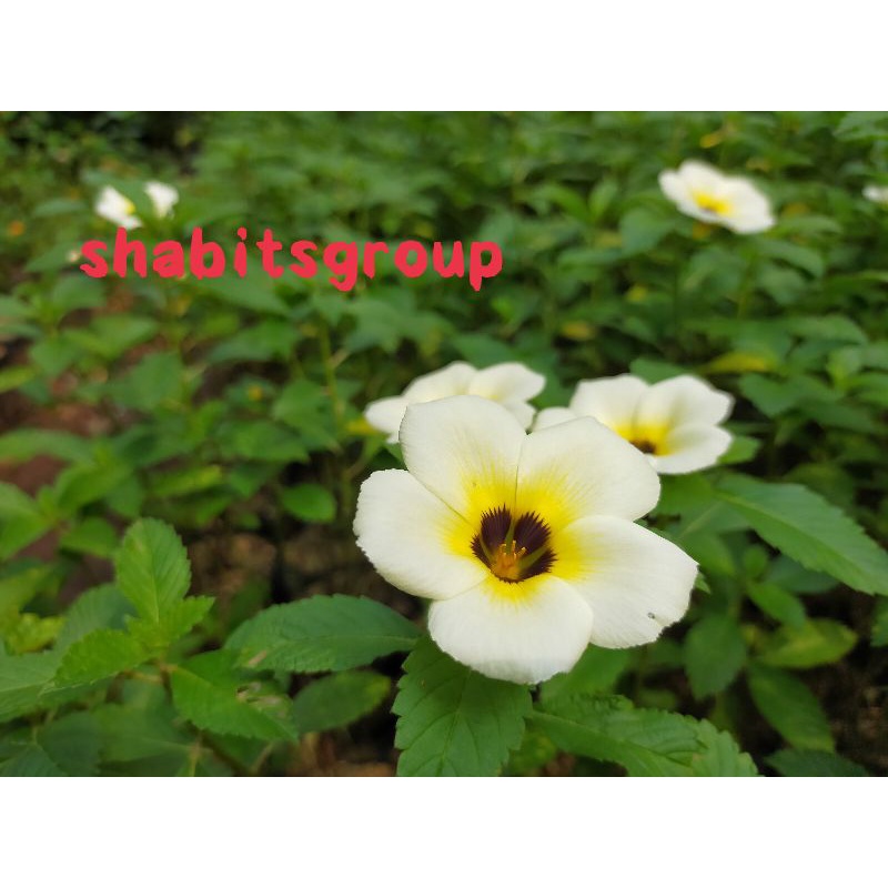 Jual Tanaman hias turnera subulata - bunga jam 8 - tanaman outdoor ...