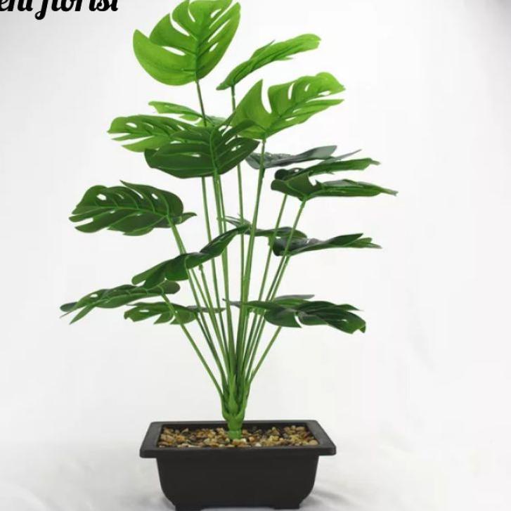 Jual Model terkini pohon monstera/daun monstera/buket monstera/daun ...