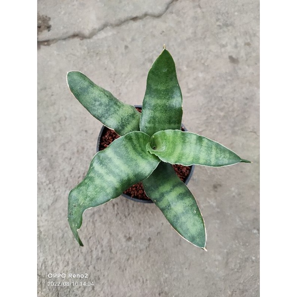 Jual sansevieria javanica | Shopee Indonesia Jual sansevieria javanica | Shopee Indonesia