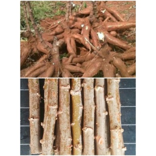 Jual BIBIT SINGKONG MANGGU / BIBIT BATANG SINGKONG MANGGU KETELA POHON ...