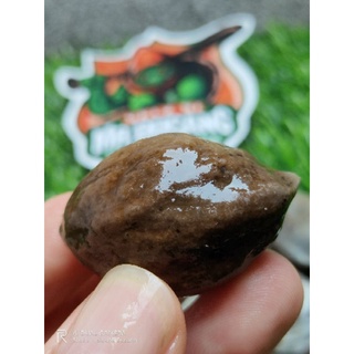 Jual MUNCANG ADU JAWA ORI JENIS NYODANG ( NYONYO PEDANG) | Shopee Indonesia