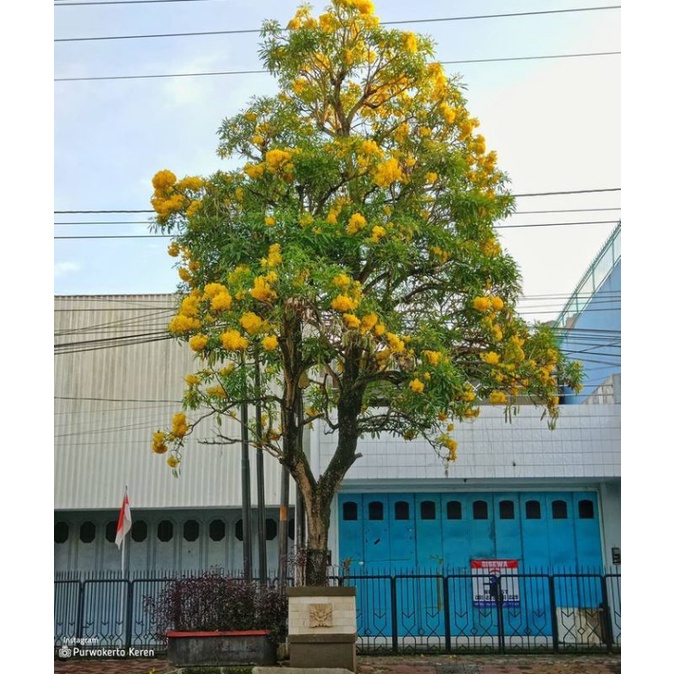 Jual tanaman sakura tabebuya tinggi 3 meter bunga kuning pohon ...