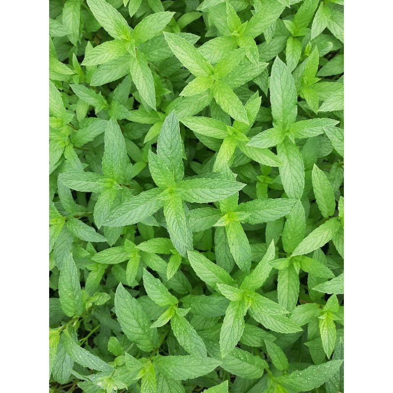Jual Paket Bibit Mint, Daun Mint, 5 Jenis Mint, 5 Jenis mentha | Shopee ...