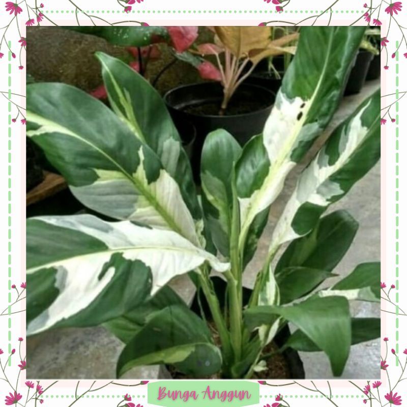 Jual Tanaman Bibit Bunga Kembang Keladi Hias Lily Peace Variegata asli ...