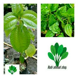 Jual Bibit daun pohpohan/pohon pohpohan | Shopee Indonesia