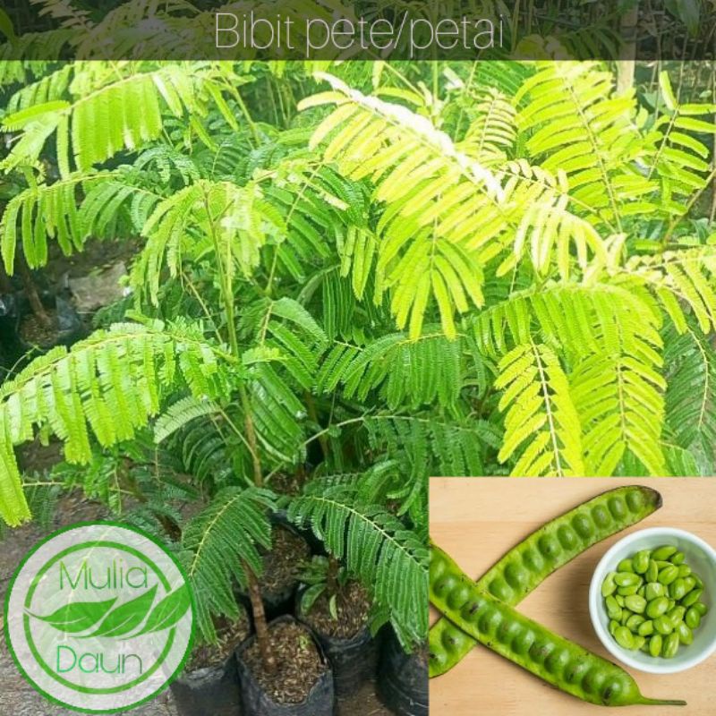 Jual Bibit tanaman pete/Pohon buah petai/Petey/peute/Petei hasil ...