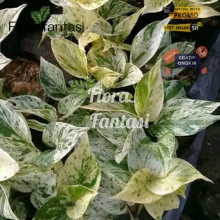 Jual Tanaman Hias sri Gading Varigata - Tanaman gantung (tanaman hidup ...