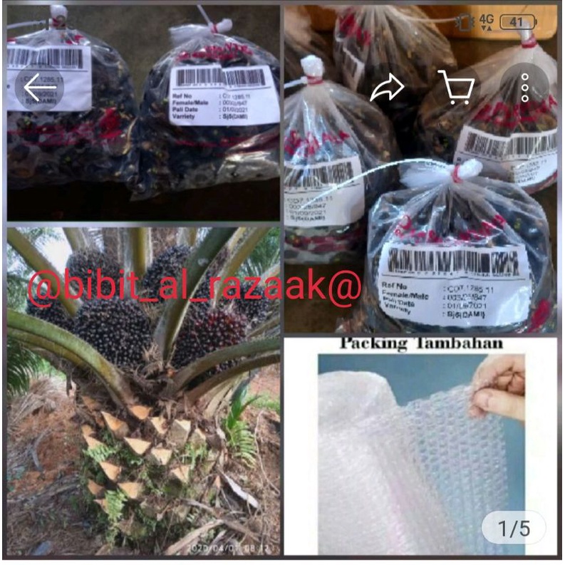 Jual jual bibit kepiting Harga Terbaik & Termurah Agustus 2022 | Shopee ...
