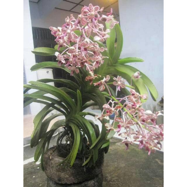 Jual anggrek vanda spesies tricolor | Shopee Indonesia