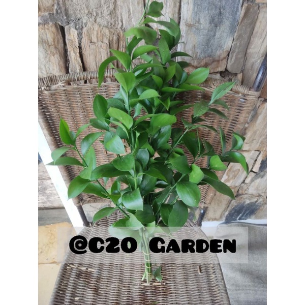 Jual DAUN CANTIK RUSCUS SEGAR RANGKAIAN BUNGA//DAUN RUSKUS POTONG ASLI ...
