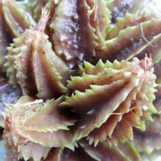 Jual Buah Renggak Wresah Hangasa atau Ranggasa segar | Shopee Indonesia