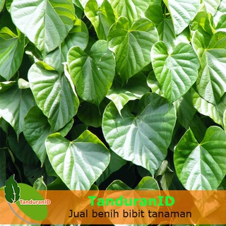 Jual Tanaman Obat Brotowali ( bratawali ) | Shopee Indonesia