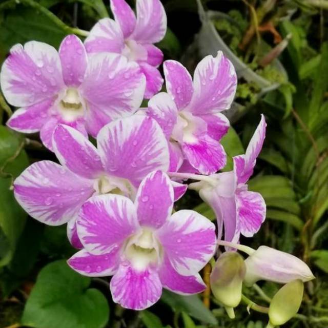 Jual anggrek dendrobium pure splast dp | Shopee Indonesia