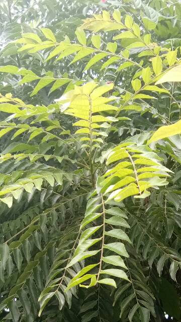 Daun Kari In English