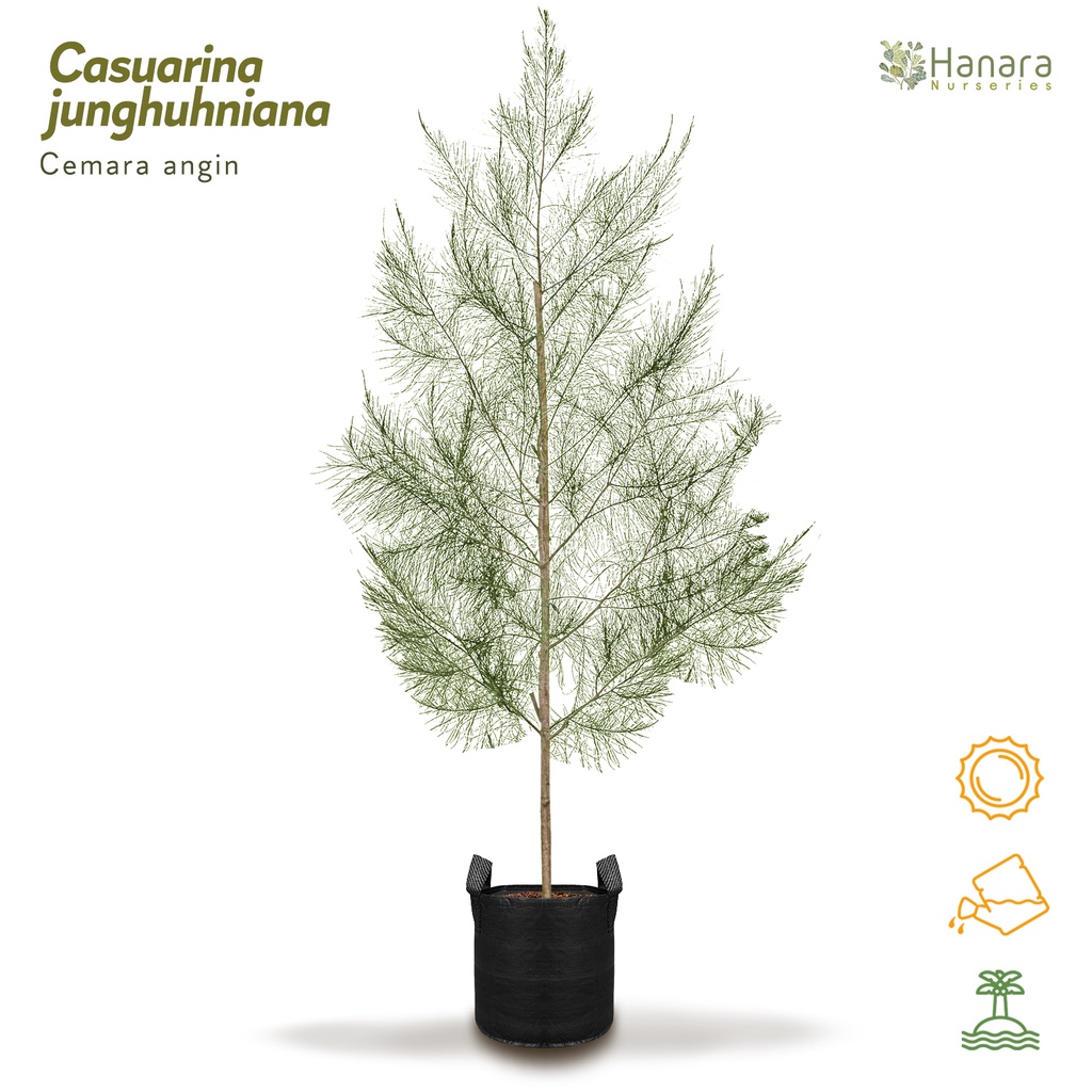 Jual Casuarina junghuhniana - Cemara angin - pohon instan/instant tree ...