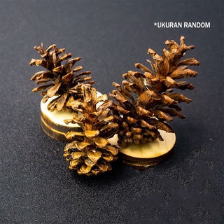 Jual BUAH/BIJI PINUS MURAH PINUS PERNIS 5 PCS DEKORASI HIASAN PROPERTI ...