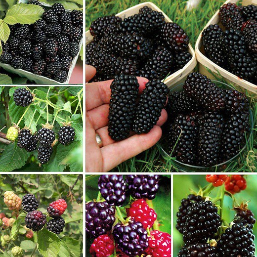 Jual Bibit Benih Biji Buah Raspberry Hitam - Bibit Tanaman Buah ...