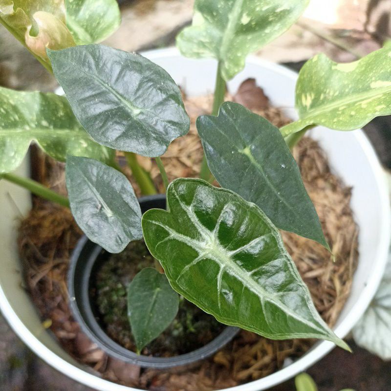 Jual alocasia parasol mini | Shopee Indonesia