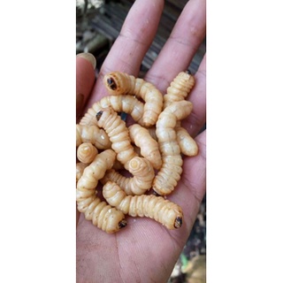 Jual uter ulat kayu per 50biji hidup | Shopee Indonesia