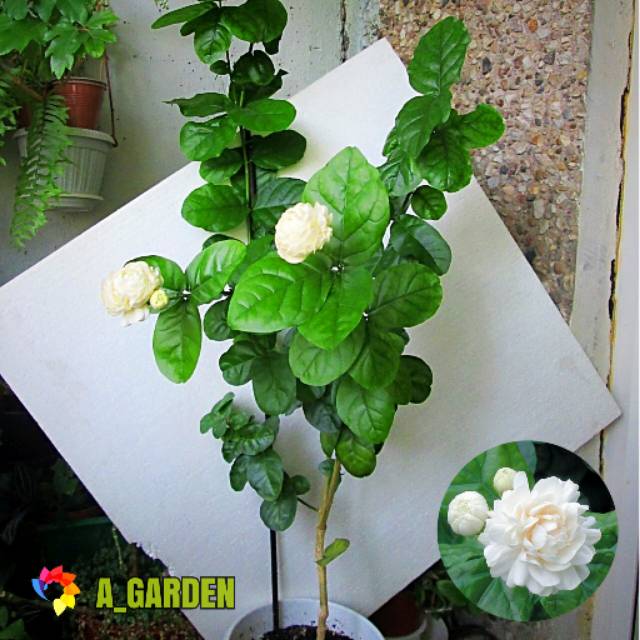 Catat! 36+ Tanaman Bunga Melati Dalam Pot Super Keren - Informasi ...