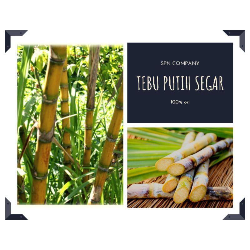 Jual Tebu Putih / Tebu Hijau Segar Original manis banget | Shopee Indonesia