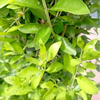 Jual Daun Henna/Daun Inai/Daun Pacar Kuku Segar (100 Gram) | Shopee ...