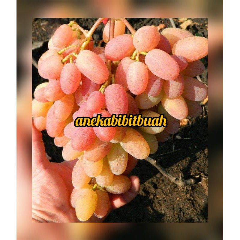 Jual BIBIT ANGGUR IMPORT JULIAN (ASLI GRAFTING) | Shopee Indonesia