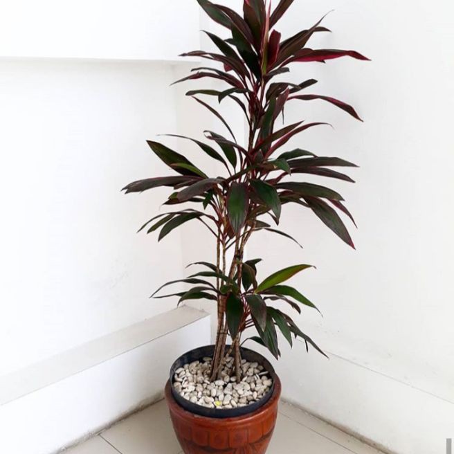 Jual tanaman bunga obat tanaman bunga indoor hanjuang merah/andong ...