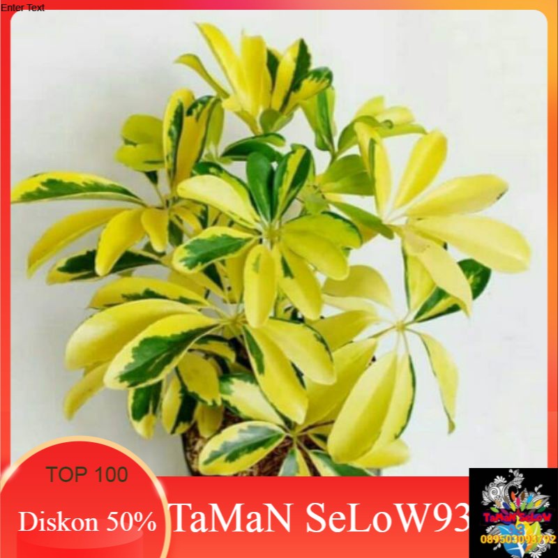 Jual Tanaman wali songo kuning/pohon walisongo kuning | Shopee Indonesia
