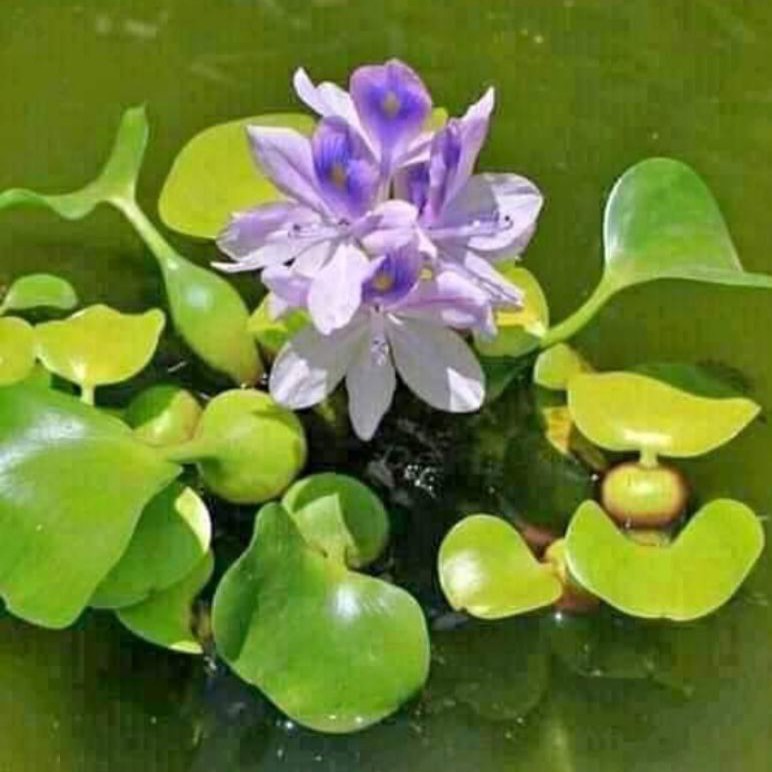 Jual Tanaman Air Eceng Gondok-Tumbuhan eceng | Shopee Indonesia