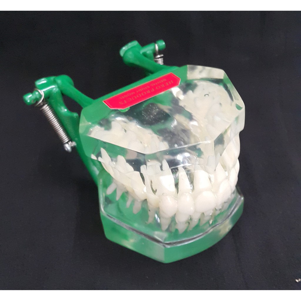 Jual Model Gigi Transparan Permanen KECIL |Phantom Gigi |Dental Study ...