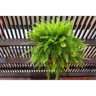 Jual Tanaman Hias Pakis Kelabang - Kimberly Queen Fern-tanaman paku ...