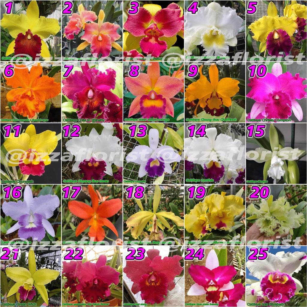 Jual Anggrek Cattleya Seedling (bayi) Hybrid Bunga Besar Indonesia ...