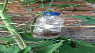 Jual PENALAT 50 (Atraktan Lalat Buah) 10 mL PERANGKAP DAN PENARIK LALAT ...