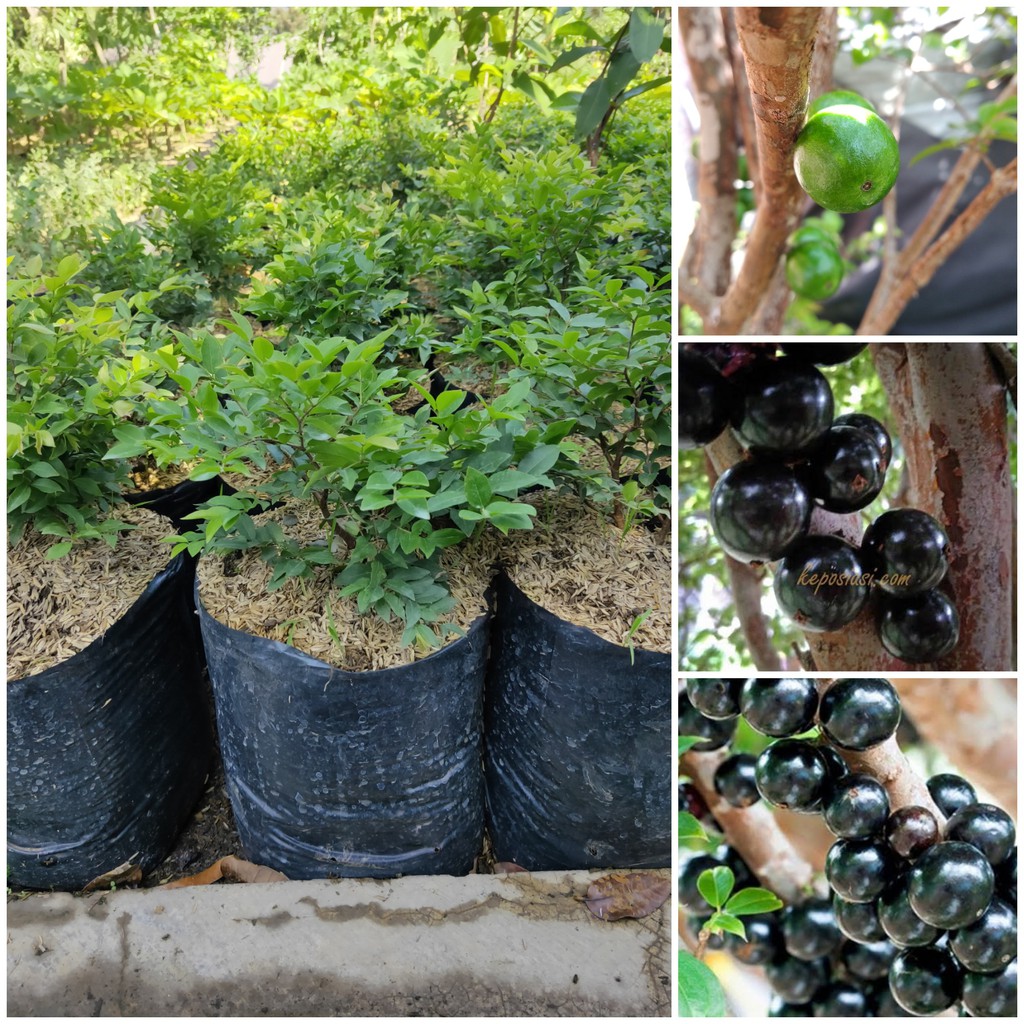 Jual Bibit Tanaman Anggur Pohon Brazil | Shopee Indonesia
