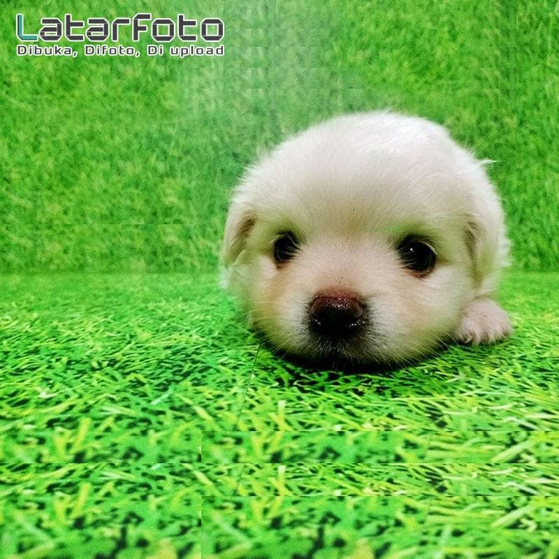 Jual Latar Foto DiBuka - DiFoto - DiUpload Model Guguk Kecil | Shopee ...