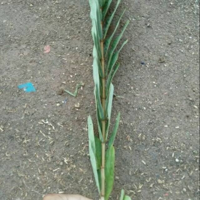 Jual Tanaman Obat Gatal Gatal Kulit Daun Kupang Perbatang Daun Shopee 1747