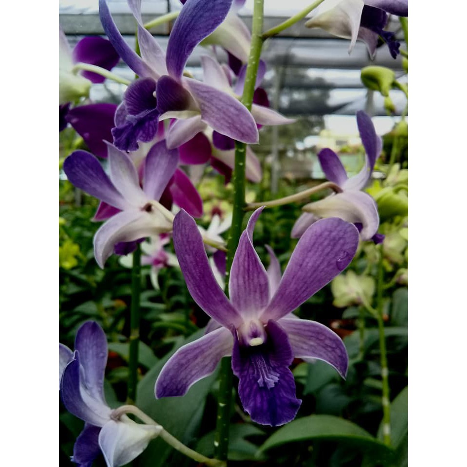 Jual Anggrek Dendrobium Pure Blue | Shopee Indonesia